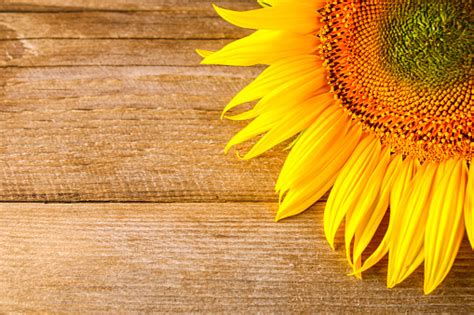 해바라기 오일 그리고 전통적인 소박한 나무 배경에 작은 자루에 해바라기 씨 유기농 및 친환경 식품 개념입니다 건강 식품 및 지방 0명에 대한 스톡 사진 및 기타 이미지