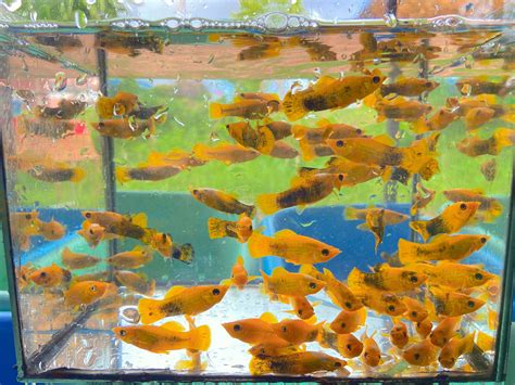 โปรโมชั่นพิเศษ ปลาสอดโกดัก ส้มดำ คละเพศ 3ตัว Line Shopping