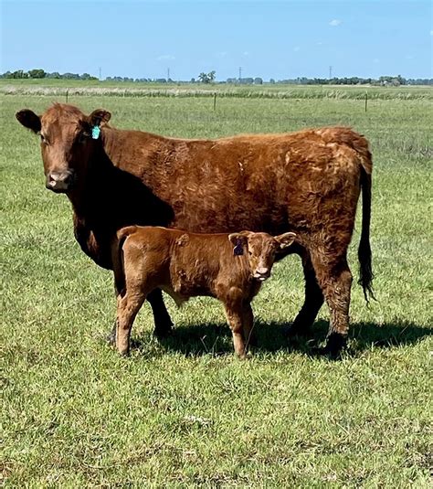 On Your Table Blog — NDFB — First generation farmers: William and Abigail