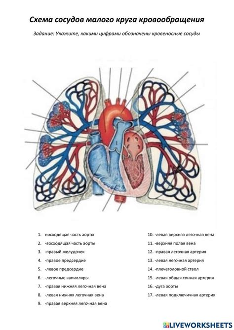 Сосуды малого круга кровообращения Worksheet Live Worksheets