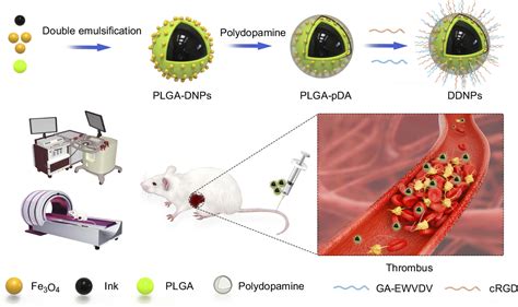 Figure 1 From Polydopamine Modified Dual Ligand Nanoparticles As Highly Effective And Targeted