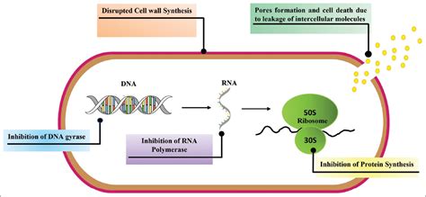 Enhancing Antibacterial Properties Of Bacteriocins Using Combination