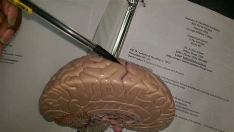 Lab Practical II Flashcards Quizlet