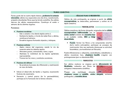 Anatomía Del Tejido Conectivo Funciones Células Y Substancias