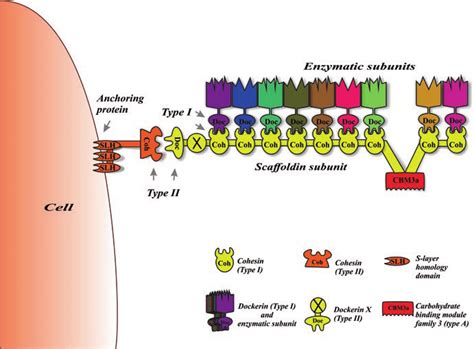 8 Schematic Representation Of Cellulosome Composition And Structure Download Scientific Diagram