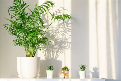 Plantas Que Absorben La Humedad Dentro De Casa De Forma Natural