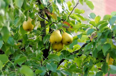 Pero Alberi Da Frutto Caratteristiche Del Pero