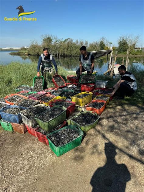 GDF Ravenna Sequestrate Circa 2 Tonnellate Di Vongole E 6 Imbarcazioni