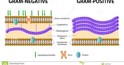 E Diary For Bmy 1418 Cell Wall And Membrane Structure Of Prokaryotes