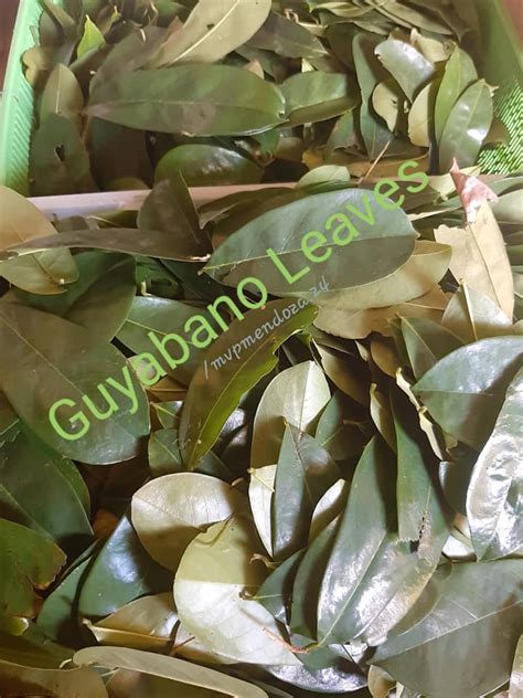 Gamot Ng Dahon Ng Guyabano