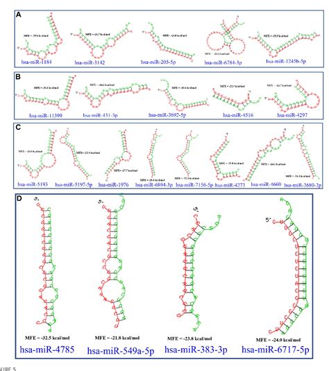 Figure 5 From In Silico Identification Of Human Micrornas Pointing