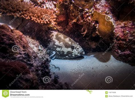 Coral Grouper Coral Rock Cod Or Duskyfin Grouper Maldivian Coast