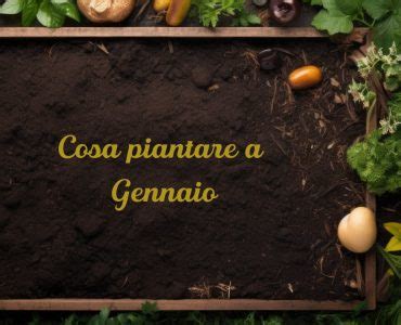 Qué plantar en enero las plantas perfectas para el huerto el balcón y