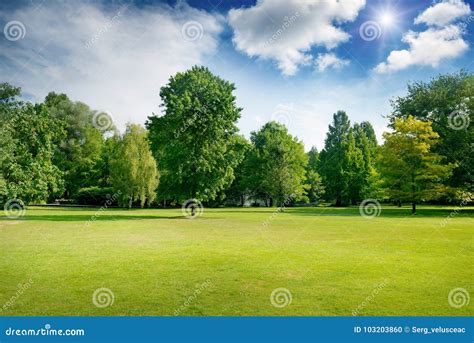 Bright Summer Sunny Day In Park With Green Fresh Grass And Trees Stock