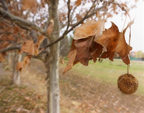 Árbol De La Variedad Platanus Hispanica También Conocido Como Platanus