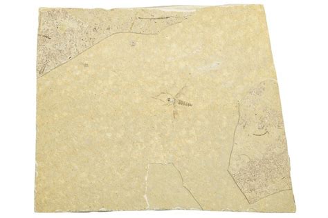 55 Detailed Fossil Fly Plecia France 254311 For Sale