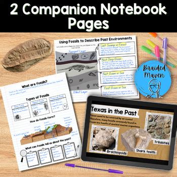 Fossils As Evidence Of Past Environments For Nearpod In Google Slides