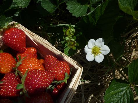 Erdbeeren Naschen Im Basenhimmel