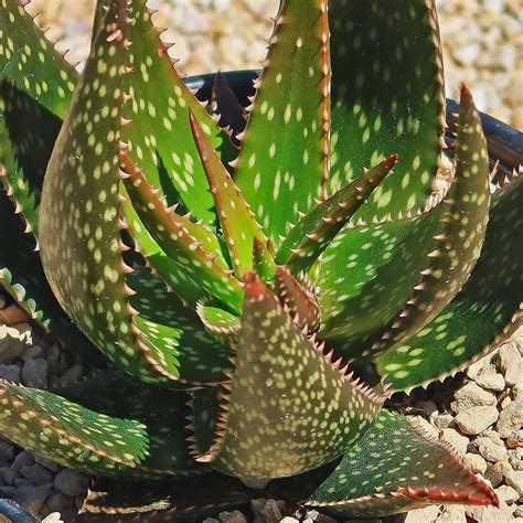 Aloe Apache Info Shop Online At Planet Desert