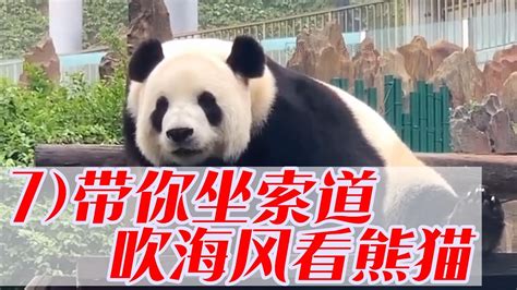 大连森林动物园可以坐在索道吹着海风看熊猫，园区有金虎、飞云和妙音3只大熊猫 Dalian Forest Zoo Has 3 Pandas