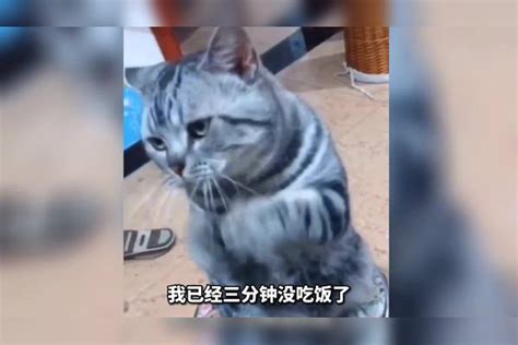 搞笑配音狗子这是成精了 竟然都会配合主人演戏碰瓷了 主人