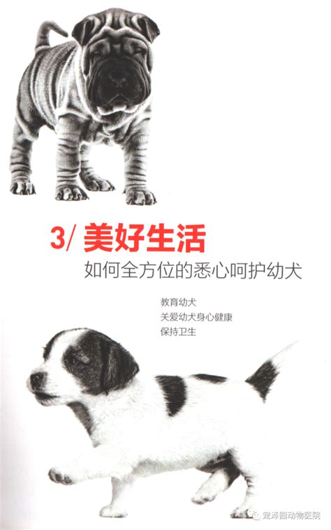 幼犬养育指南之一 喂养 维宠宠物导航网