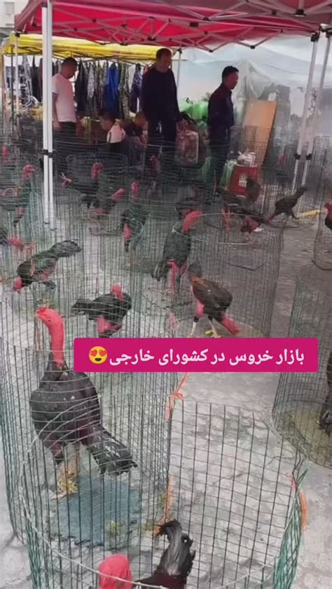 ‎آموزش درمان پرورش و اصلاح نژاد لاری‎ ‎یه جمله براش بگو😂 خروس خروس