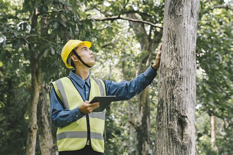 Treating And Identifying Pests And Disease In Your Trees Donovan