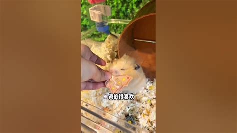 属于鼠鼠的圣诞礼物🎄 养鼠日常分享 仓鼠圣诞节 仓鼠圣诞小零食 仓鼠饼干 仓鼠粮食 Youtube