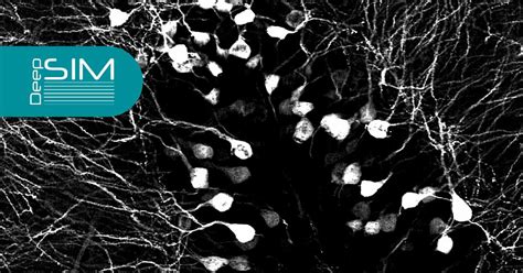 Structured Illumination Microscopy With Low Magnification Objectives