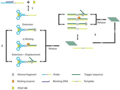 The Exponential Amplification Reaction Based Assay Involves Three Download Scientific Diagram