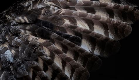 Premium Photo Extended Owl Wing