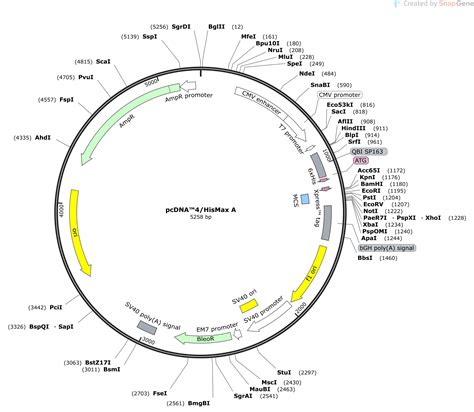 Pcdna4 Hismax A Sequence And Map