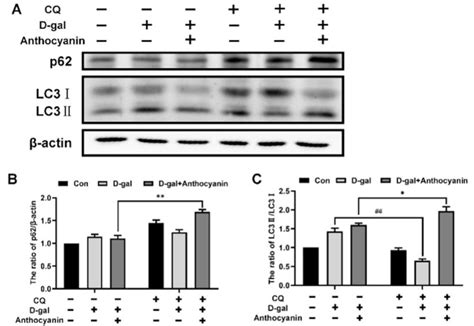 Anti Aging Effects Of Anthocyanin Extracts Of Sambucus Canadensis Caused By Targeting