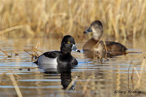 Ring Necked Duck Scaup Goldeneye Gary Kramer Photographer Writer