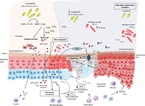 Microenvironment In Vagina As A Key Player On Cervical Cancer