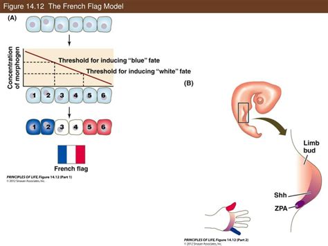 Ppt Genes Development And Evolution Back To The Beginning Powerpoint Presentation Id