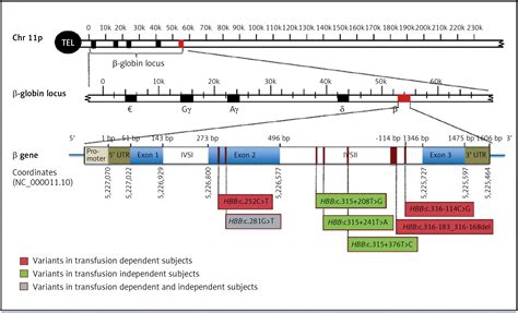 Identification Of Seven Novel Variants In The β Globin Gene In