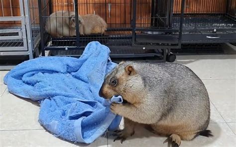 土拨鼠和毛巾的战斗 Taoz大人 Taoz大人 哔哩哔哩视频