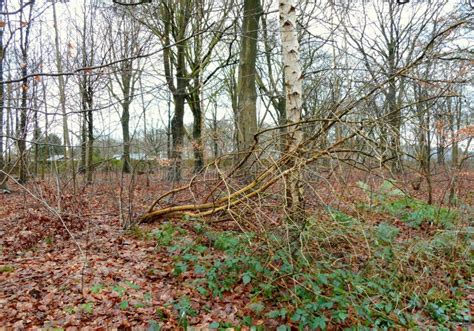 Small Fallen Tree Stock Image Image Of Autumn Fallen 170308493