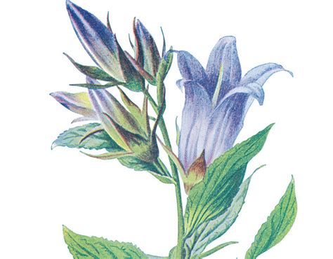 水彩手绘蓝色花卉 包站长