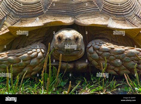 Elephant Tortoise Or Galápagos Tortoise Chelonoidis Elephantopus Stock