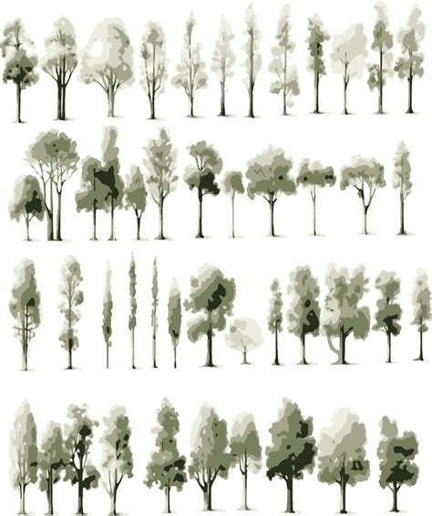 Pine Trees Landscape Architecture Graphics Architecture Graphics