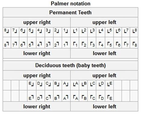 Posterior Teeth Letters