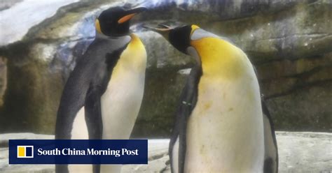 Gay Penguins In Germany Adopt An Egg After Trying To Hatch A Stone