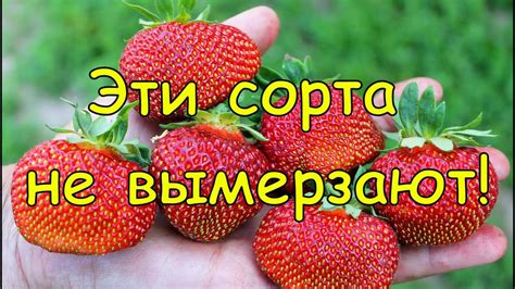 КЛУБНИКА. Зимостойкие сорта клубники. Не вымерзнет ни в Подмосковье, ни ...