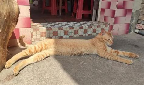 宠物猫被遗弃街头体重还不到5斤被带回家半年后胖到压手 宠界新闻