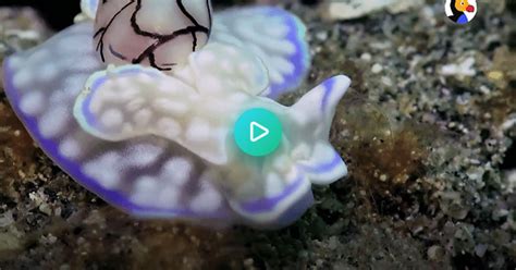 The Worlds Most Beautiful Snail The Bubble Snail Album On Imgur