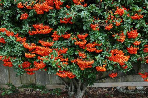 10 Best Evergreens For Privacy Screens And Hedges