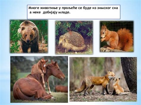 Proljeće Prezentacija